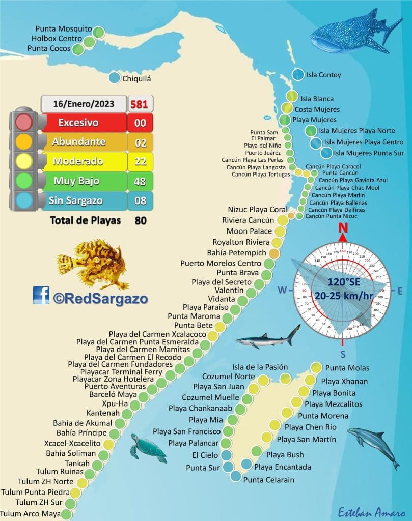 Cancun Sargassum Seaweed 2023 Forecast | Travel and Tourism websi Cancun Sargassum Seaweed 2023 Forecast | Travel and Tourism websi